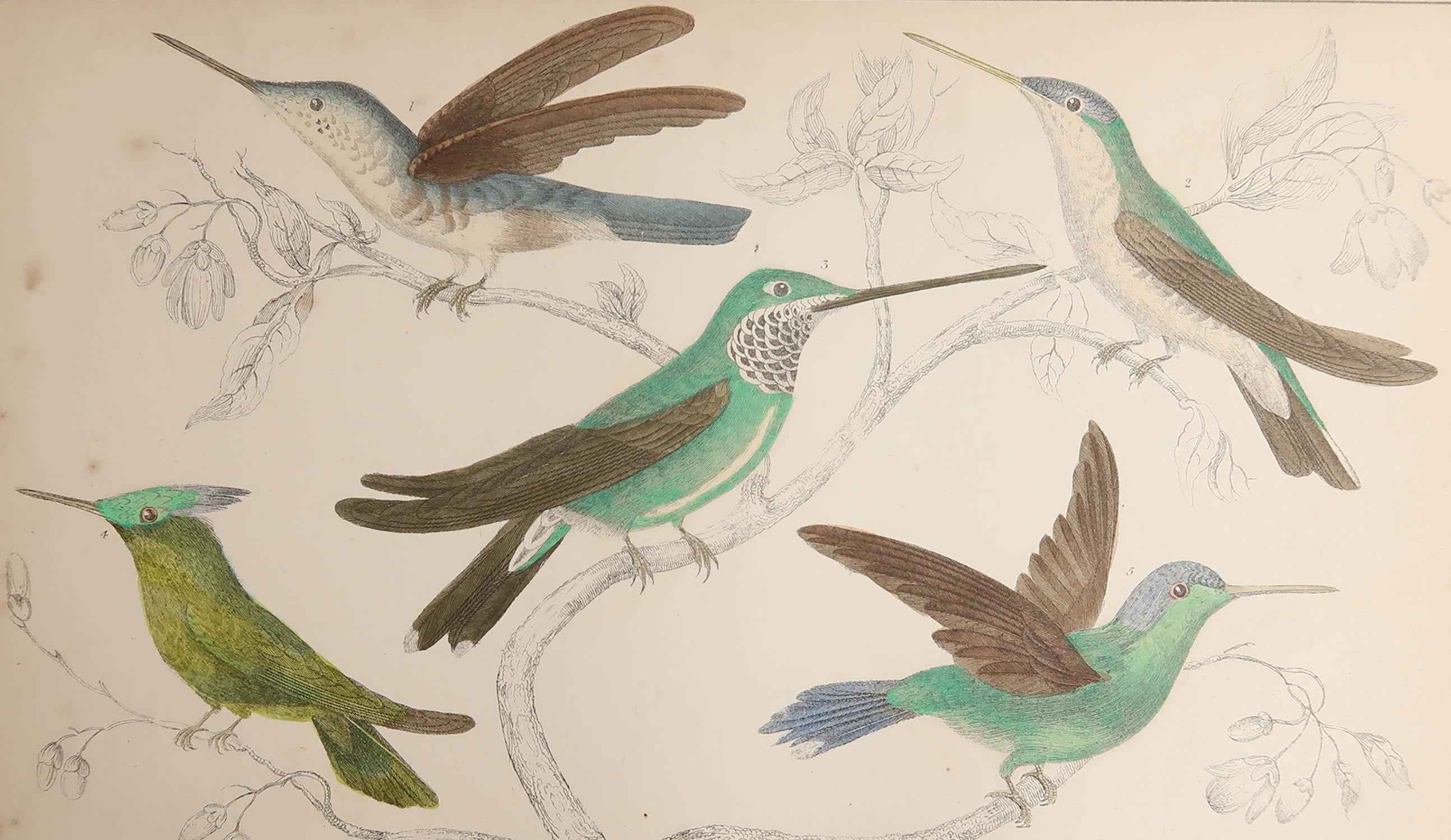 Original Antique Print of Hummingbirds, 1847, 'Unframed' For Sale at ...