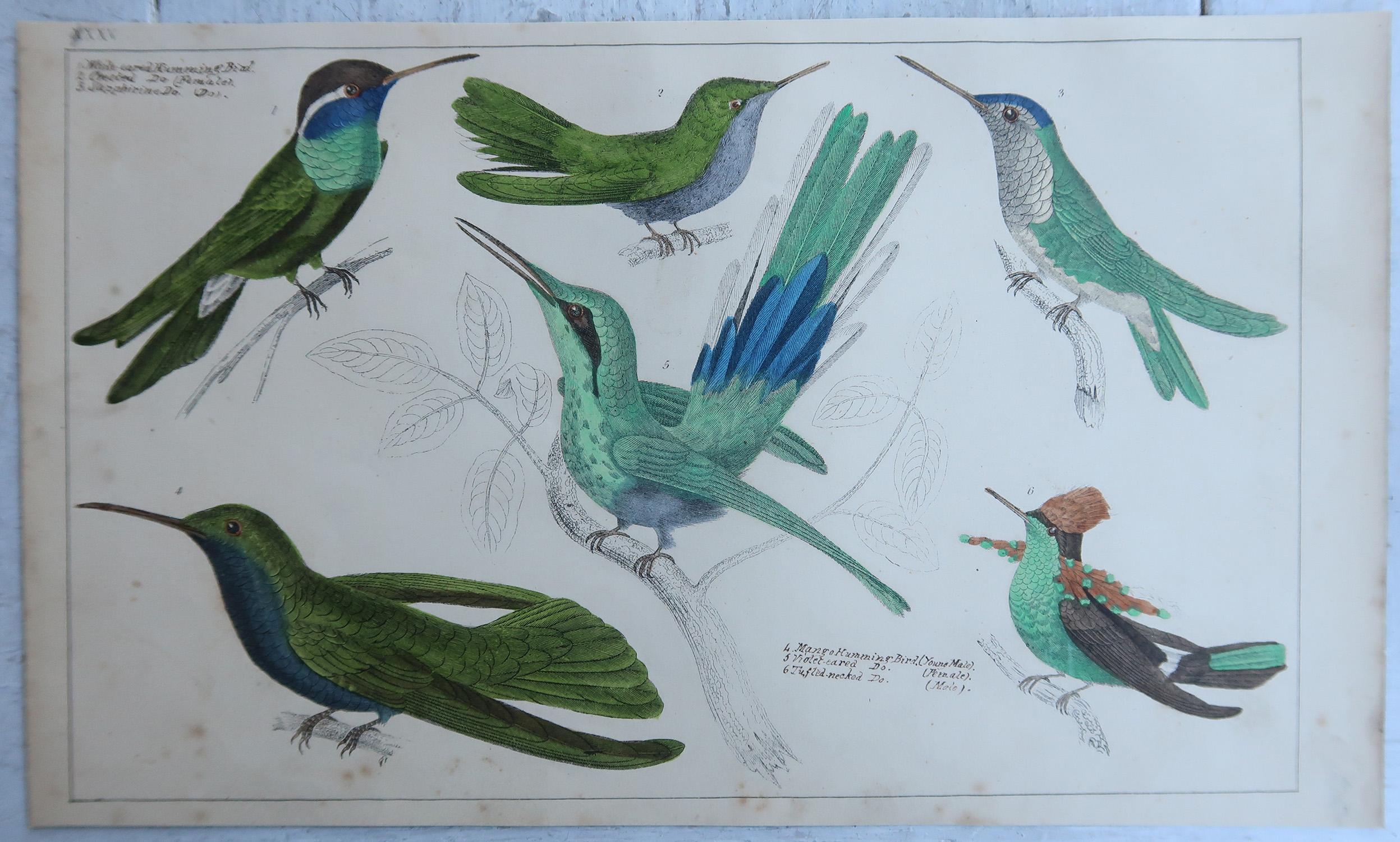 Original Antique Print of Hummingbirds, 1847, 'Unframed' For Sale at ...