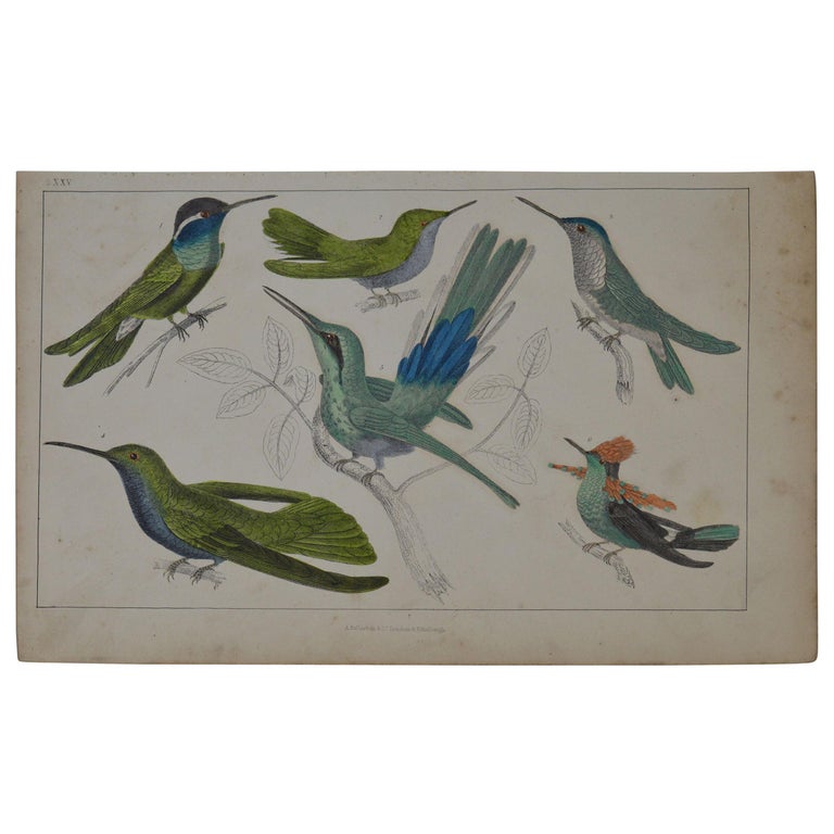 Original Antique Print of Hummingbirds, 1847 'Unframed' For Sale at 1stDibs