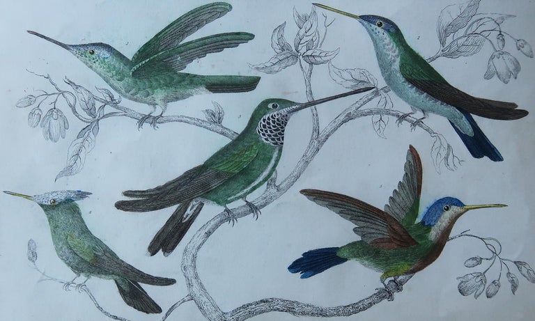 Original Antique Print of Hummingbirds, 1847, 'Unframed' at 1stDibs