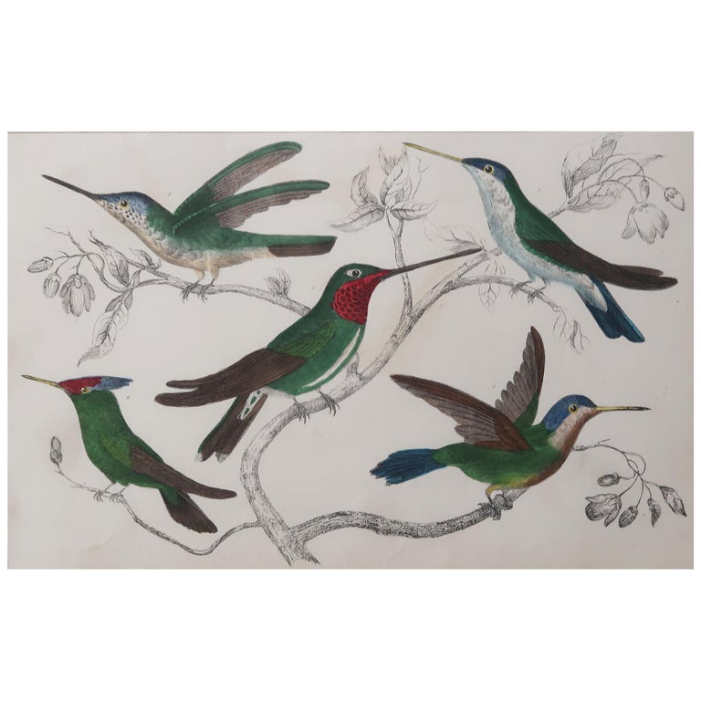 Original Antique Print of Hummingbirds, circa 1850, Unframed For Sale ...