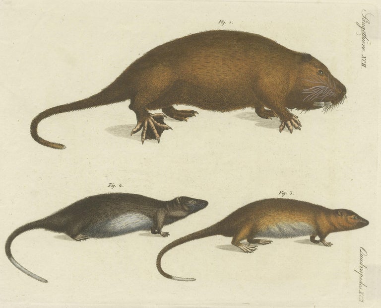 Original Antique Print of Hydromys Species, a Genus of Semiaquatic ...