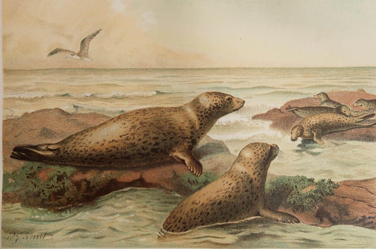 Original Antique Print of Leopard Seals, C.1890 For Sale at 1stDibs
