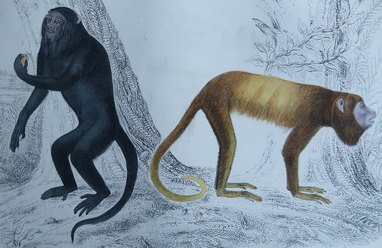 Original Antique Print of Monkeys, 1847 'Unframed' For Sale at 1stDibs
