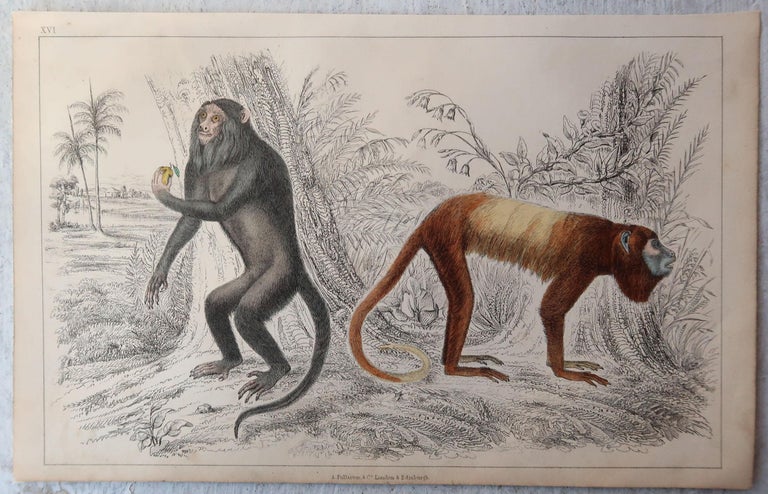 Original Antique Print of Monkeys, 1847 'Unframed' For Sale at 1stDibs