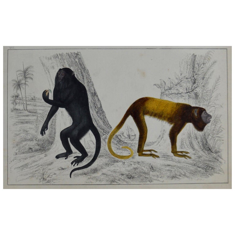 Original Antique Print of Monkeys, 1847 'Unframed' For Sale at 1stDibs