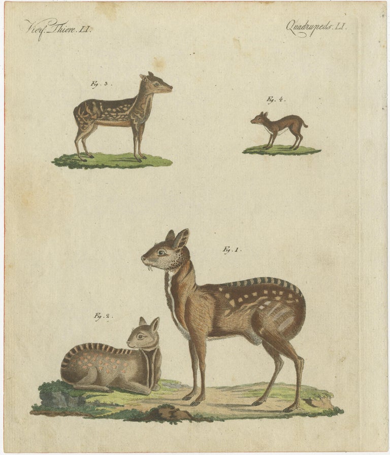 Original Antique Print of Musk Deer and an Antelope For Sale at 1stDibs