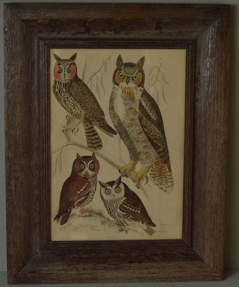 Original Antique Print of Owls, 1835 For Sale at 1stDibs