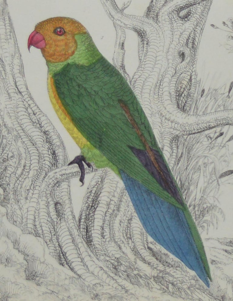 Original Antique Print of Parrots, 1847, 'Unframed' For Sale at 1stdibs