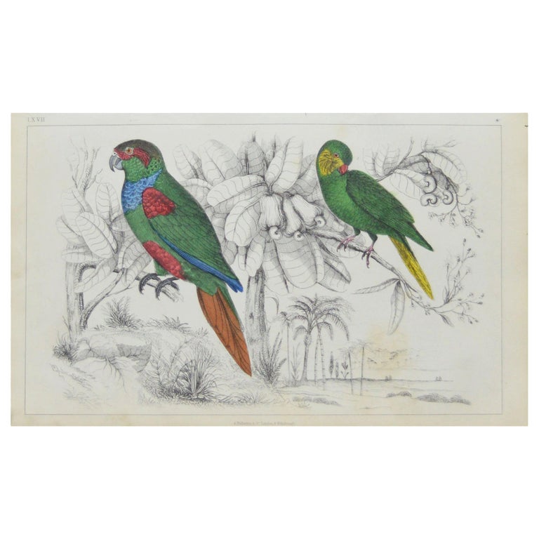 Original Antique Print of Parrots, 1847 'Unframed' at 1stDibs