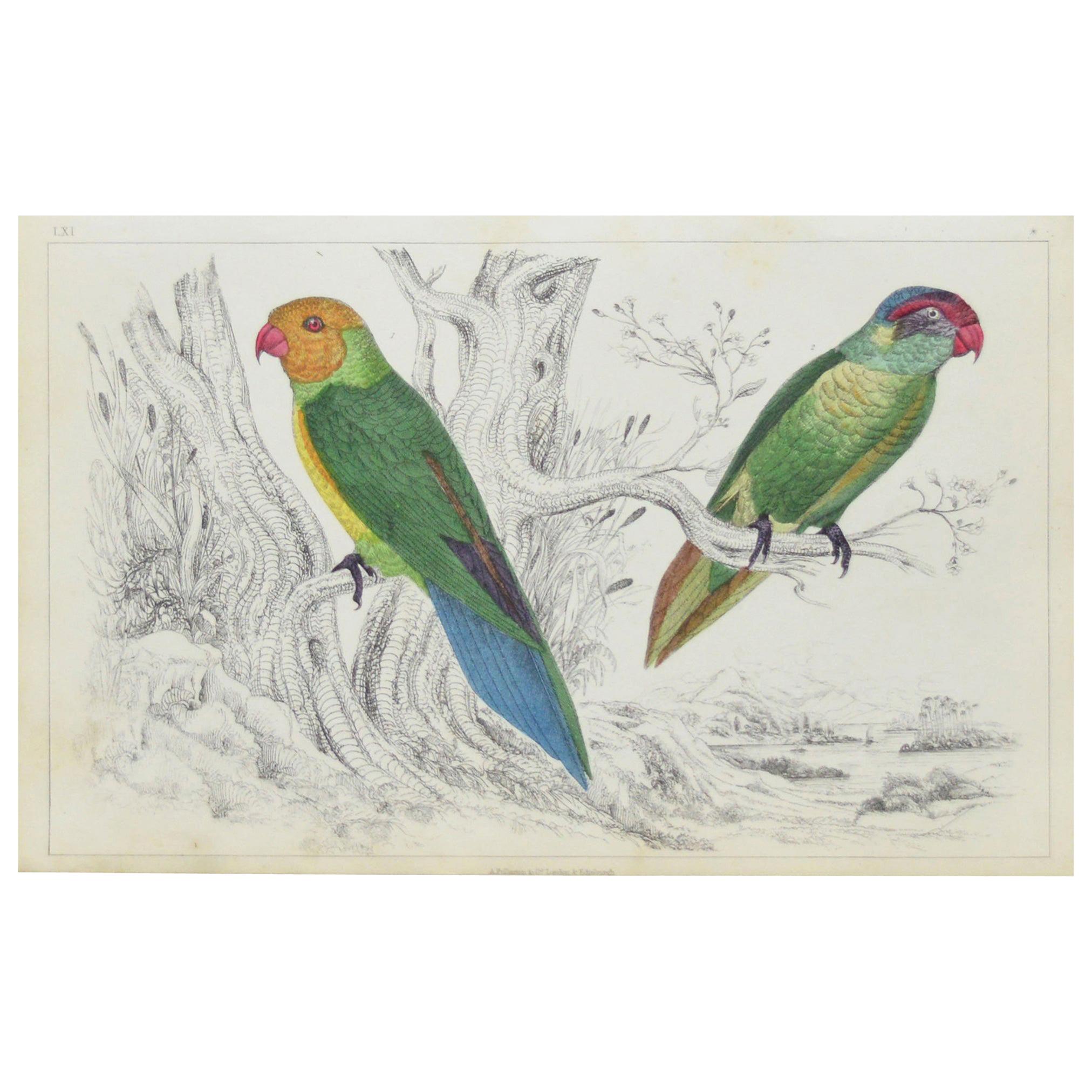 Original Antique Print of Parrots, 1847, 'Unframed' at 1stdibs