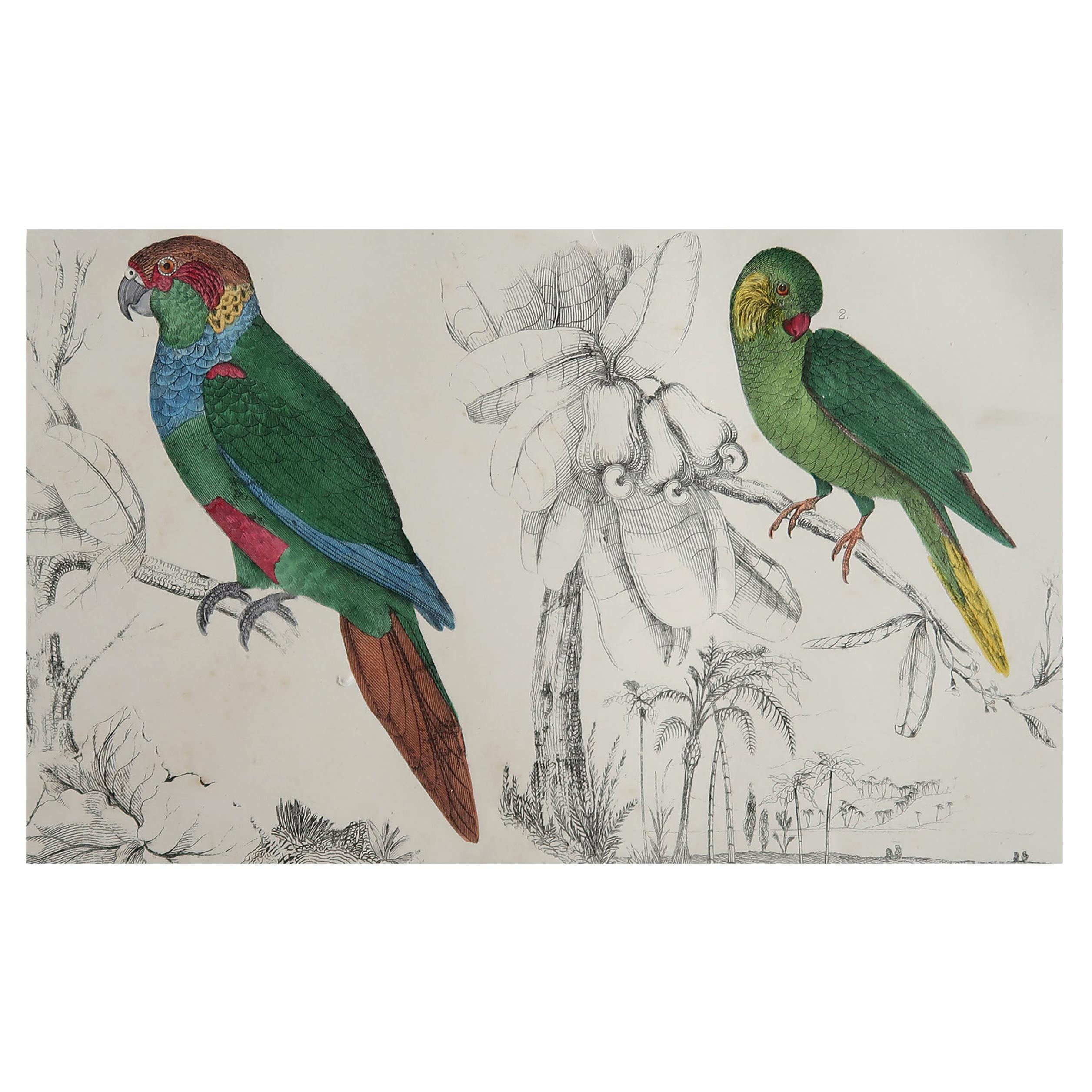 Woodblock Print "Pomegranate and Parrot " by Koson Ohara For Sale at ...