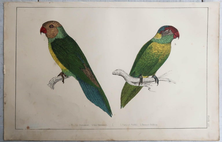 Original Antique Print of Parrots, circa 1850, 'Unframed' For Sale at ...