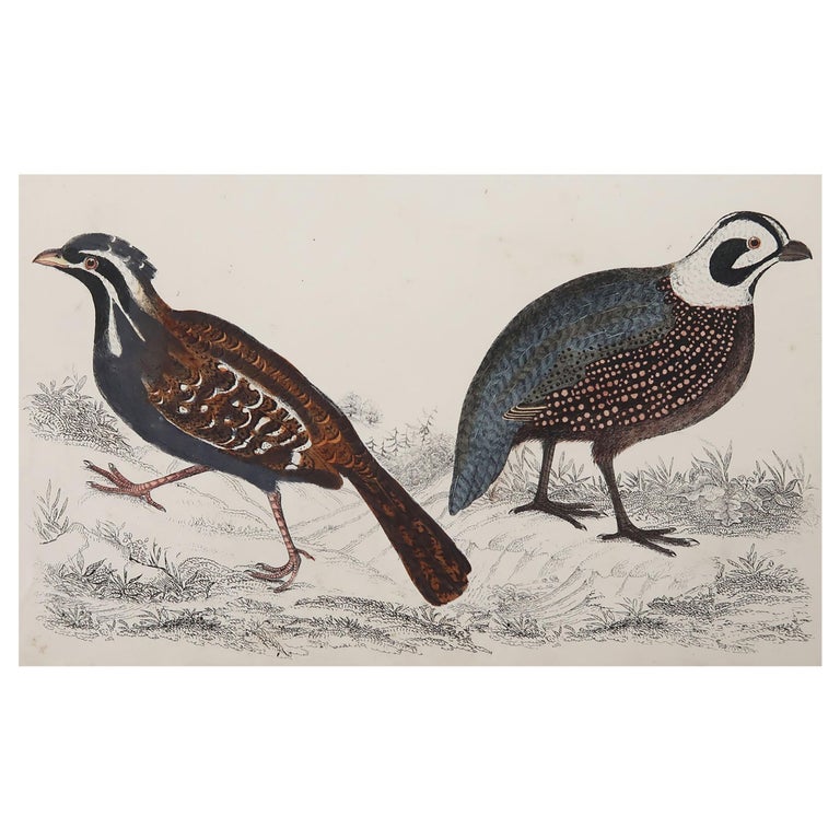 Original Antique Print of Quail, 1847 'Unframed' at 1stDibs