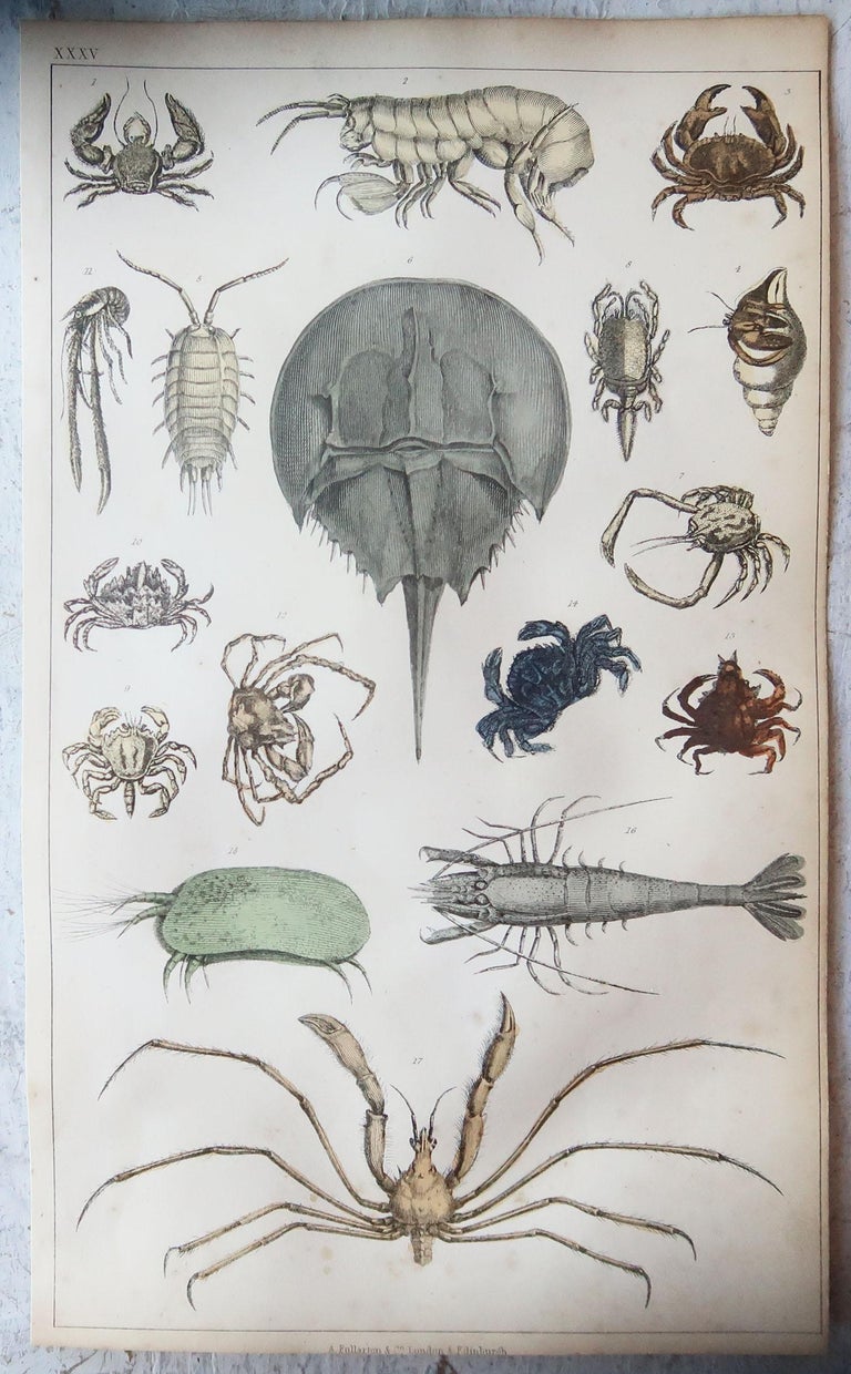 Original Antique Print of Reptiles, 1847, 'Unframed' For Sale at 1stDibs