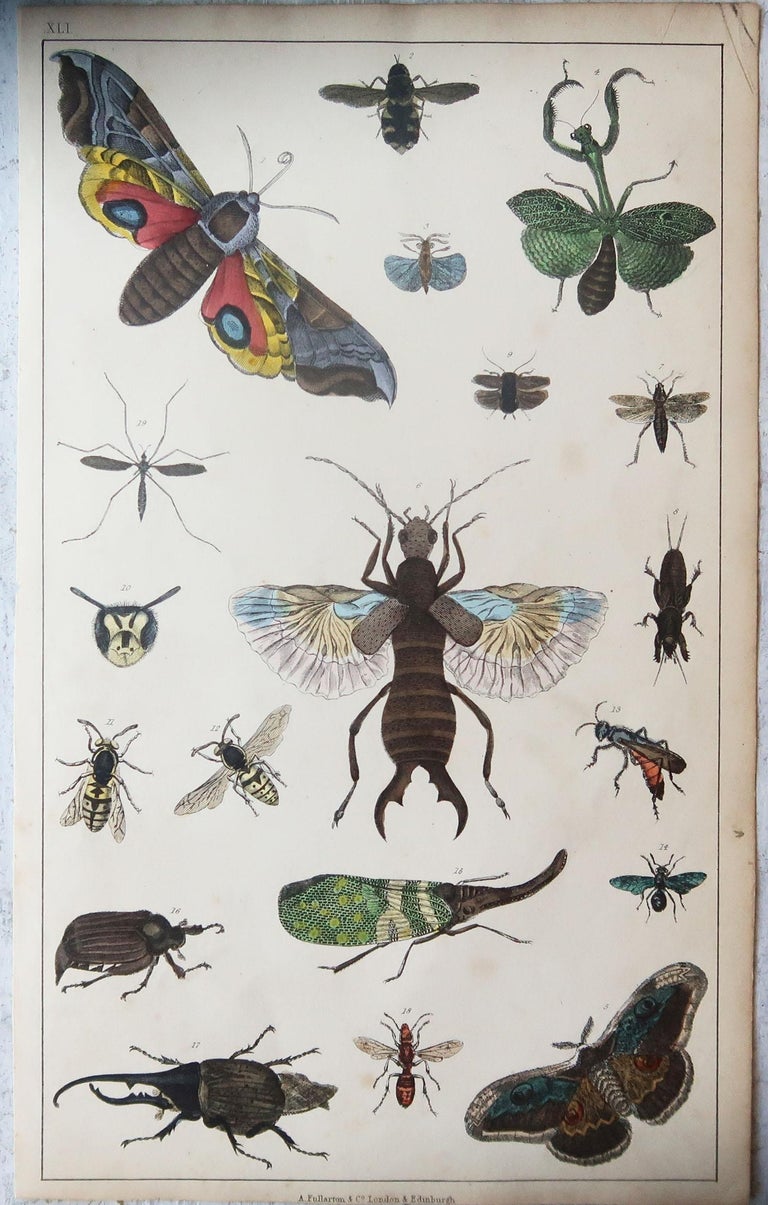 Original Antique Print of Reptiles, 1847, 'Unframed' For Sale at 1stDibs