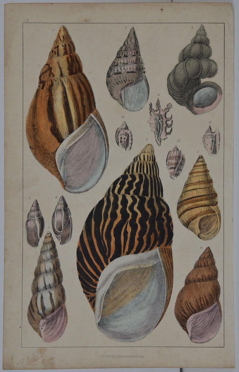 Original Antique Print of Shells, 1847 'Unframed' For Sale at 1stDibs