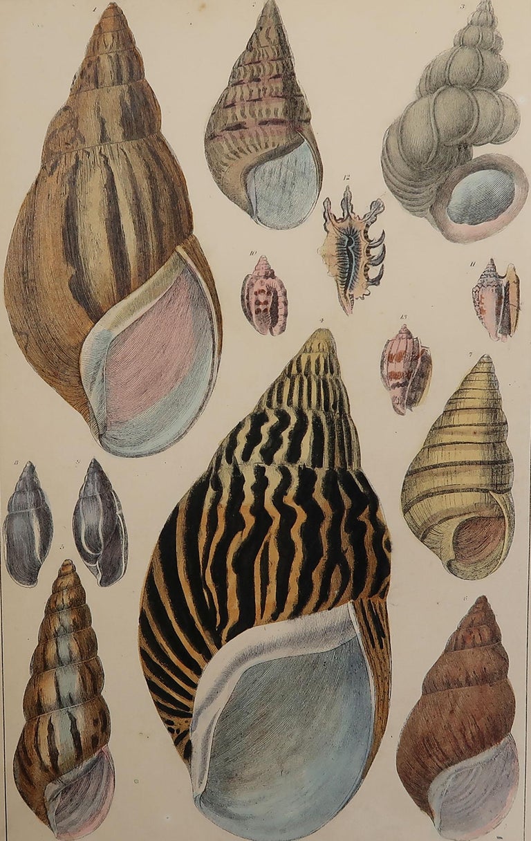 Original Antique Print of Shells, 1847 'Unframed' For Sale at 1stDibs