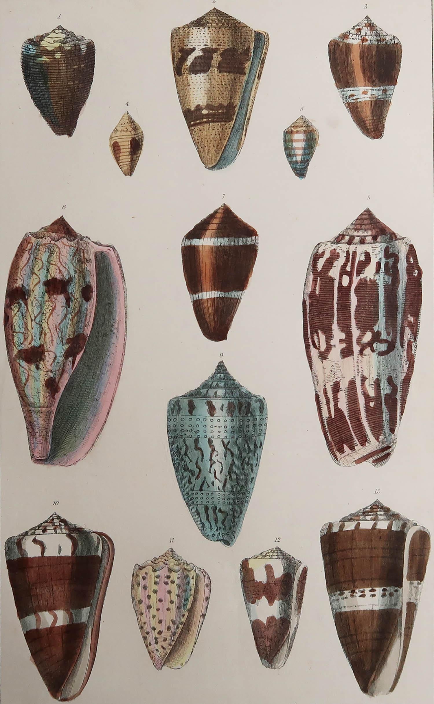 Original Antique Print of Shells, 1847 'Unframed' at 1stDibs