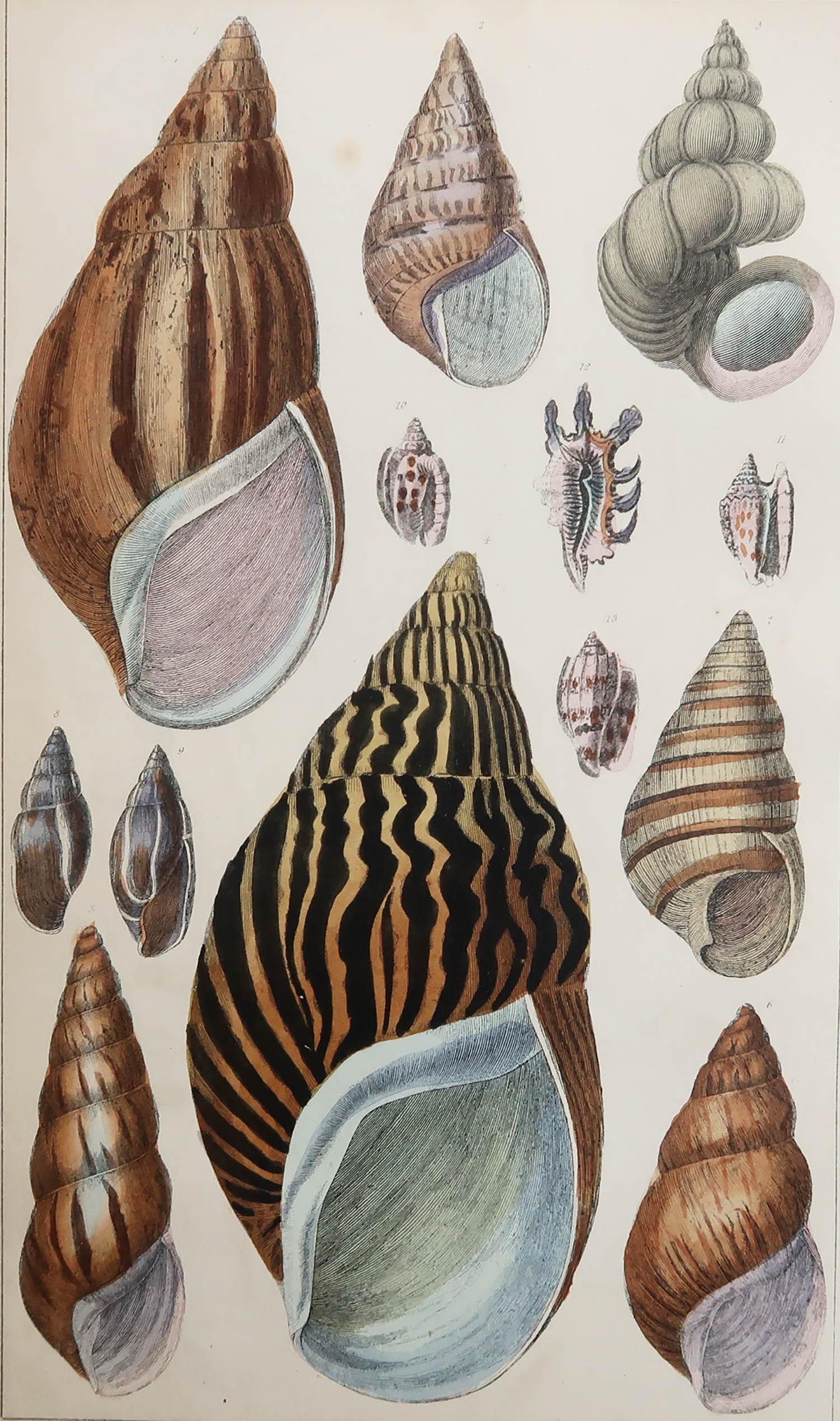 Original Antique Print of Shells, 1847 'Unframed' at 1stDibs