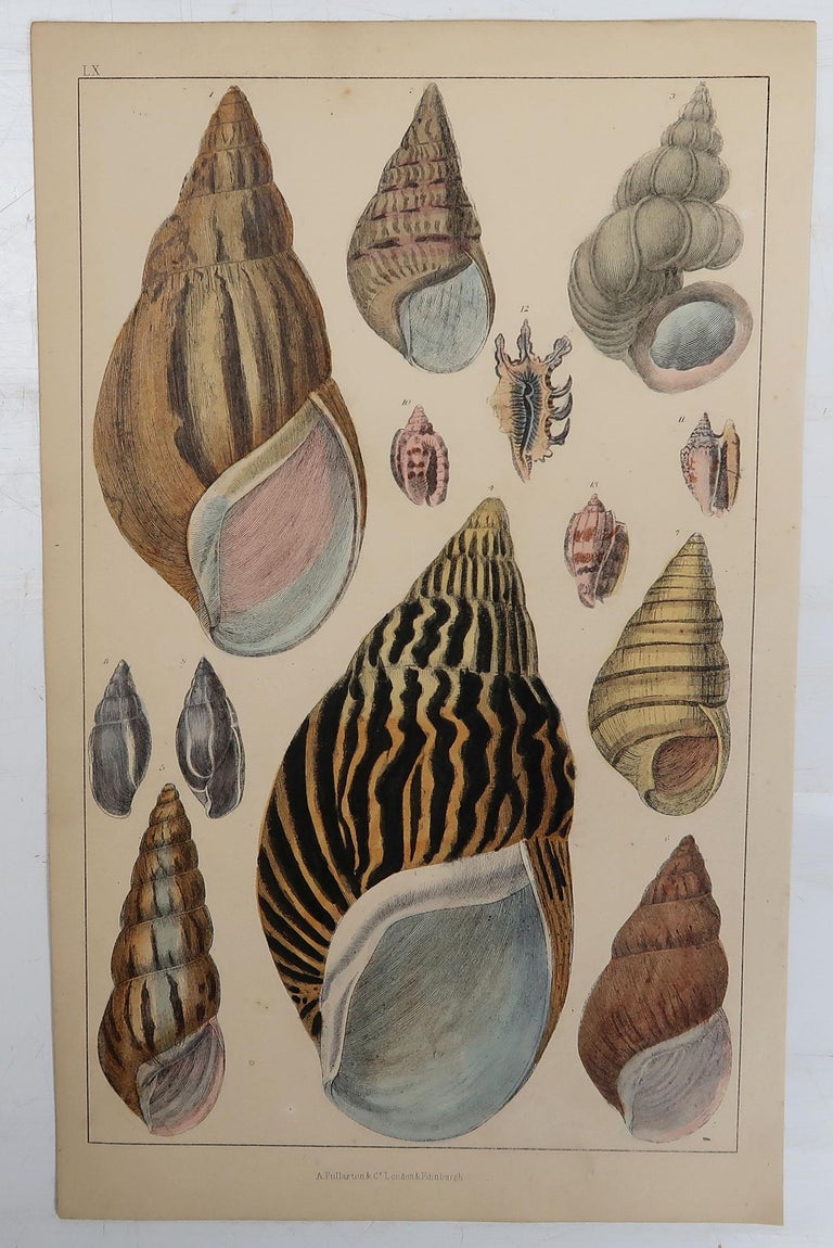 Original Antique Print of Shells, 1847 'Unframed' For Sale at 1stDibs