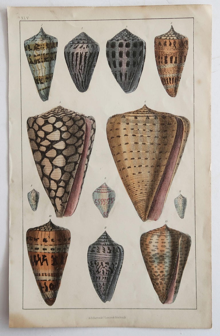 Original Antique Print of Shells, 1847 'Unframed' For Sale at 1stDibs