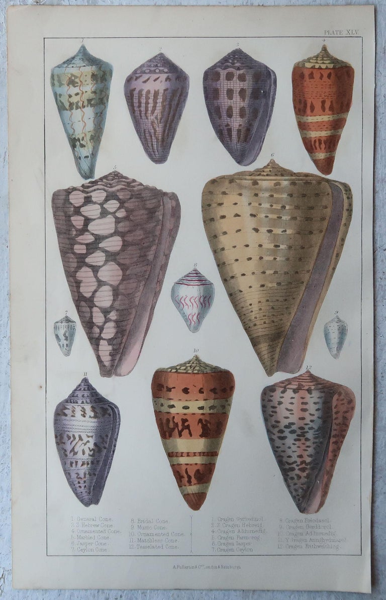 Original Antique Print of Shells, 1847 'Unframed' For Sale at 1stDibs