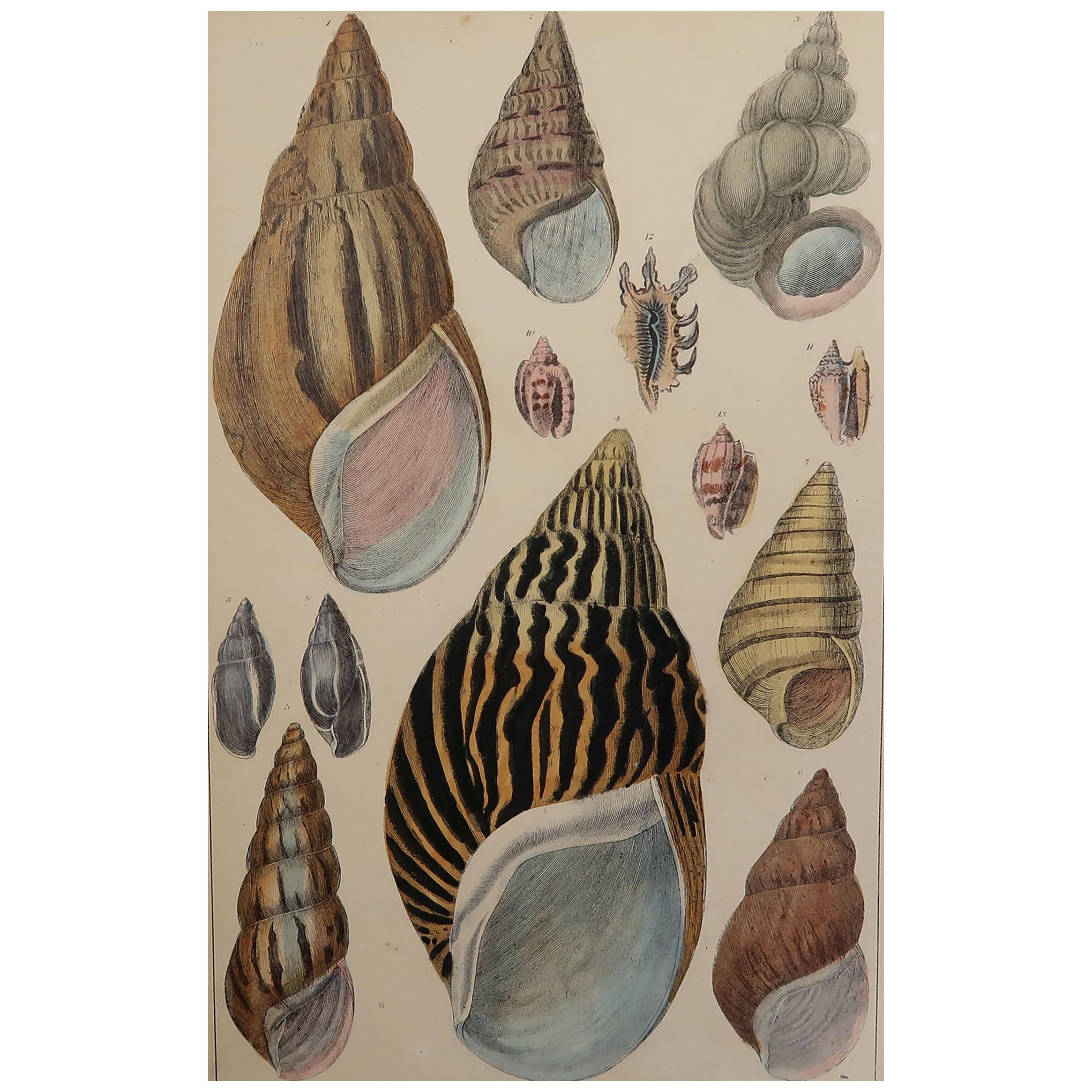 Original Antique Print of Shells, 1847 'Unframed' For Sale at 1stDibs