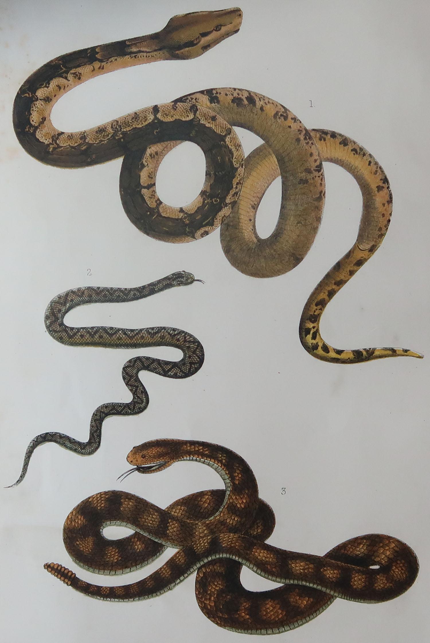 Original Antique Print of Snakes, 1847 'Unframed' at 1stDibs