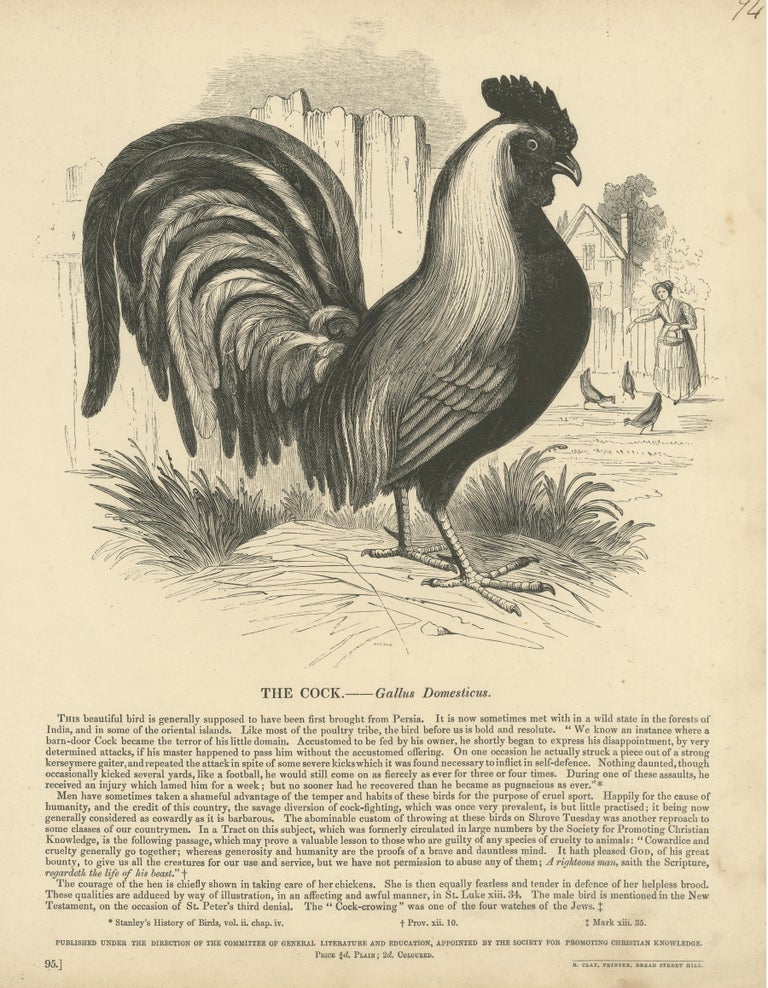 Original Antique Print of the Cock, or Gallus Domesticus For Sale at ...