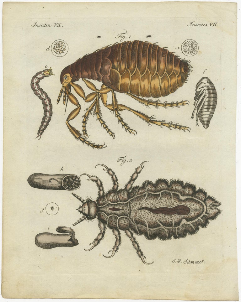 Original Antique Print of the Human Flea and Human Louse For Sale at ...