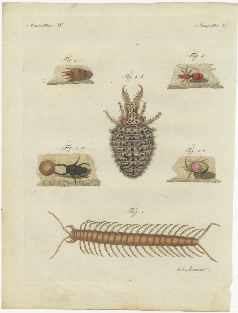Original Antique Print of the Sacred Scarab Beetle and Other Insects ...