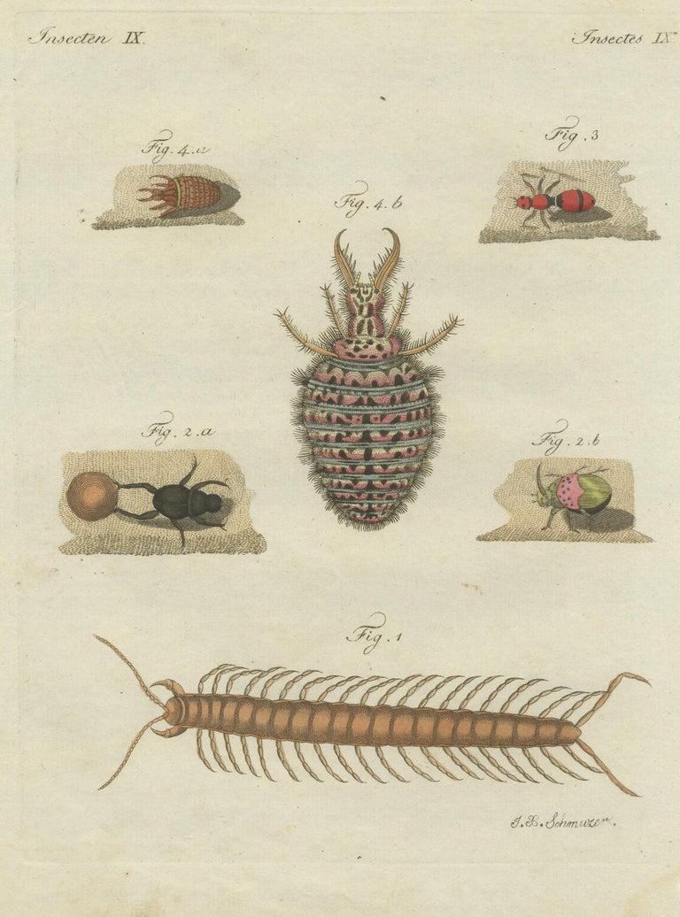 Original Antique Print of the Sacred Scarab Beetle and Other Insects ...