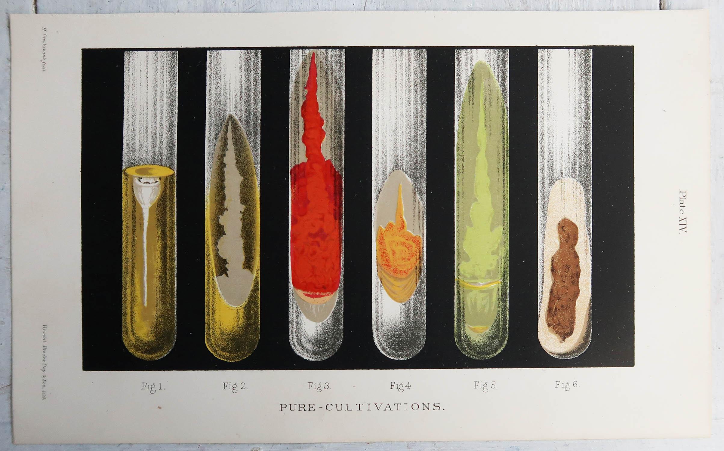 Original Antique Scientific Print, circa 1880 For Sale at 1stDibs