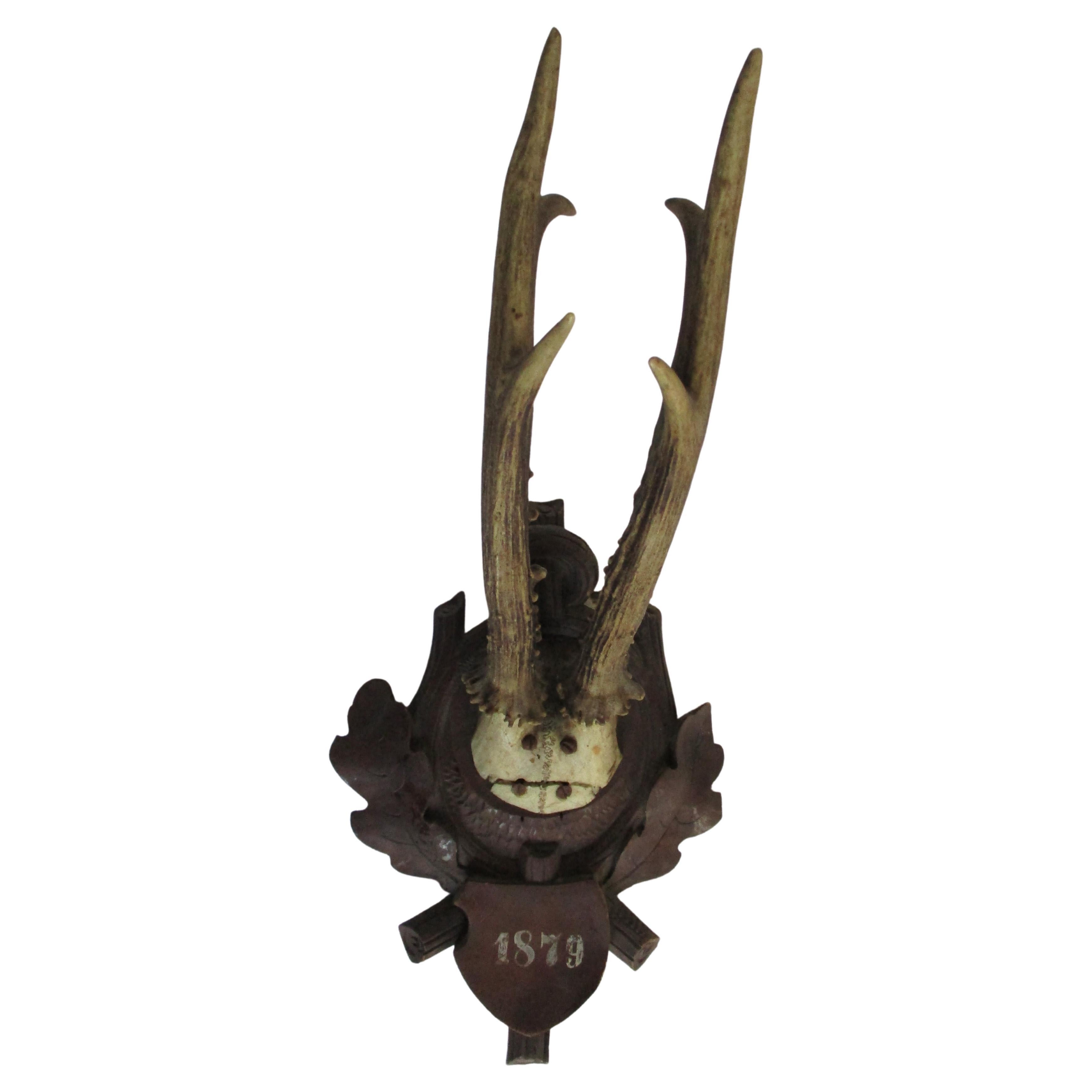 Original Antique Bone Taxidermy 1970 For Sale at 1stDibs