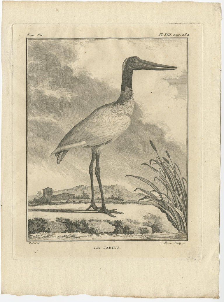 Original Copper Engraving of a Bird Print of the Jabiru Stork Bird ...