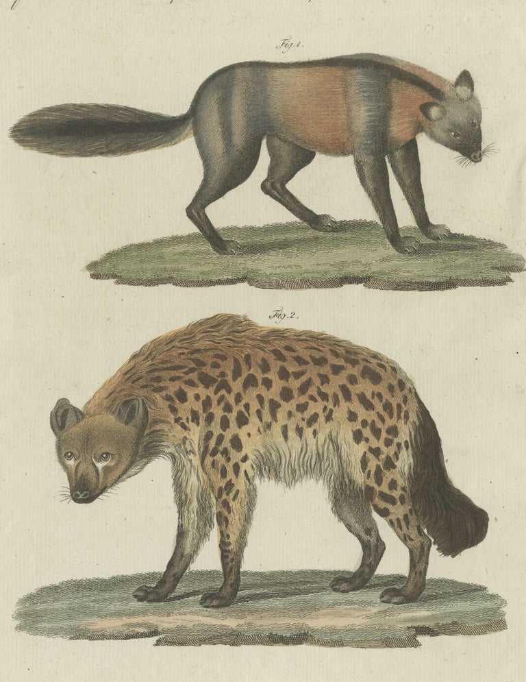 Original Hand-Colored Antique Print of a Fox and Hyena species For Sale ...