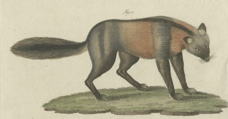 Original Hand-Colored Antique Print of a Fox and Hyena species For Sale ...