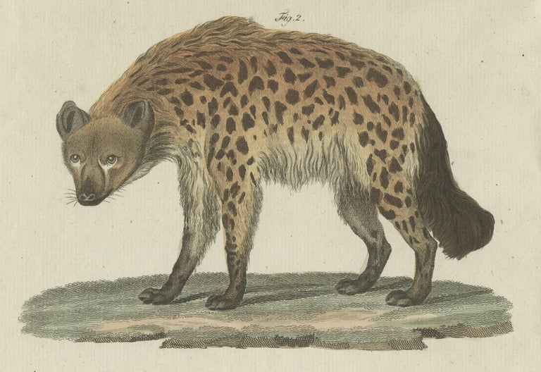 Original Hand-Colored Antique Print of a Fox and Hyena species For Sale ...