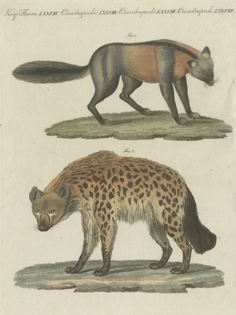 Original Hand-Colored Antique Print of a Fox and Hyena species For Sale ...