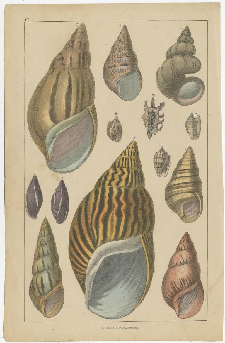 Original Old Handcolored Print Featuring Various Sea Shells, ca. 1852 ...
