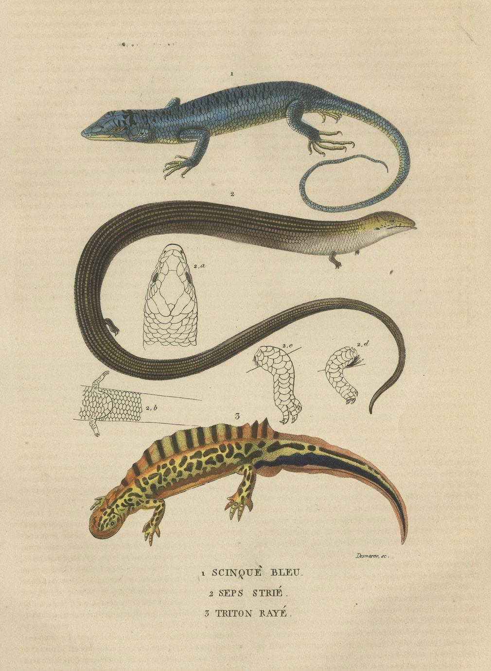 Original Old Print of a Blue Skink Lizard, a Striped Lizard and a ...