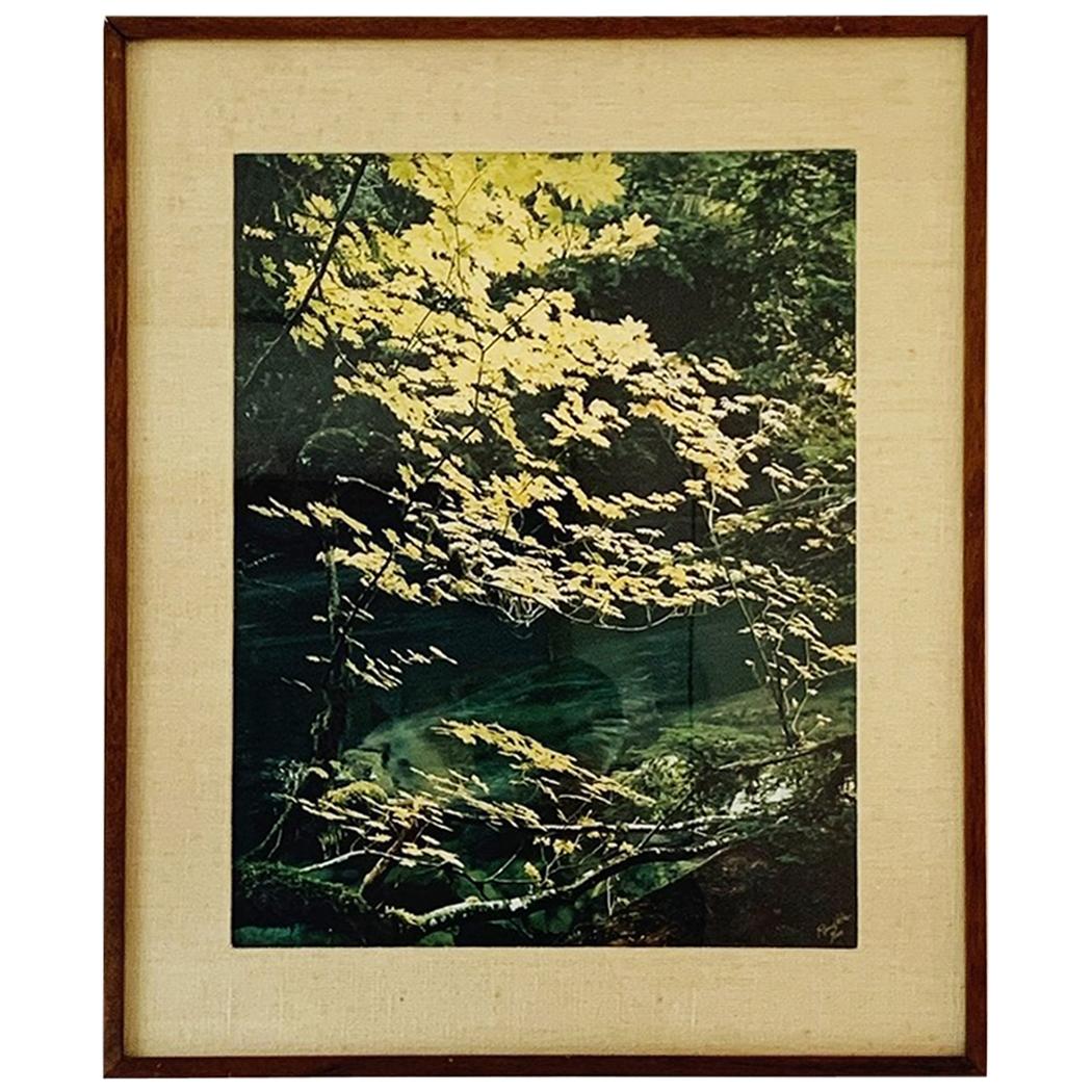 Original Photograph by Cleo Sullivan For Sale at 1stDibs | cleo ...