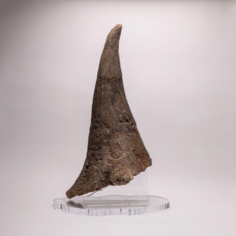 Original Triceratop Horn from Hell Creek USA, Cretaceous at 1stDibs