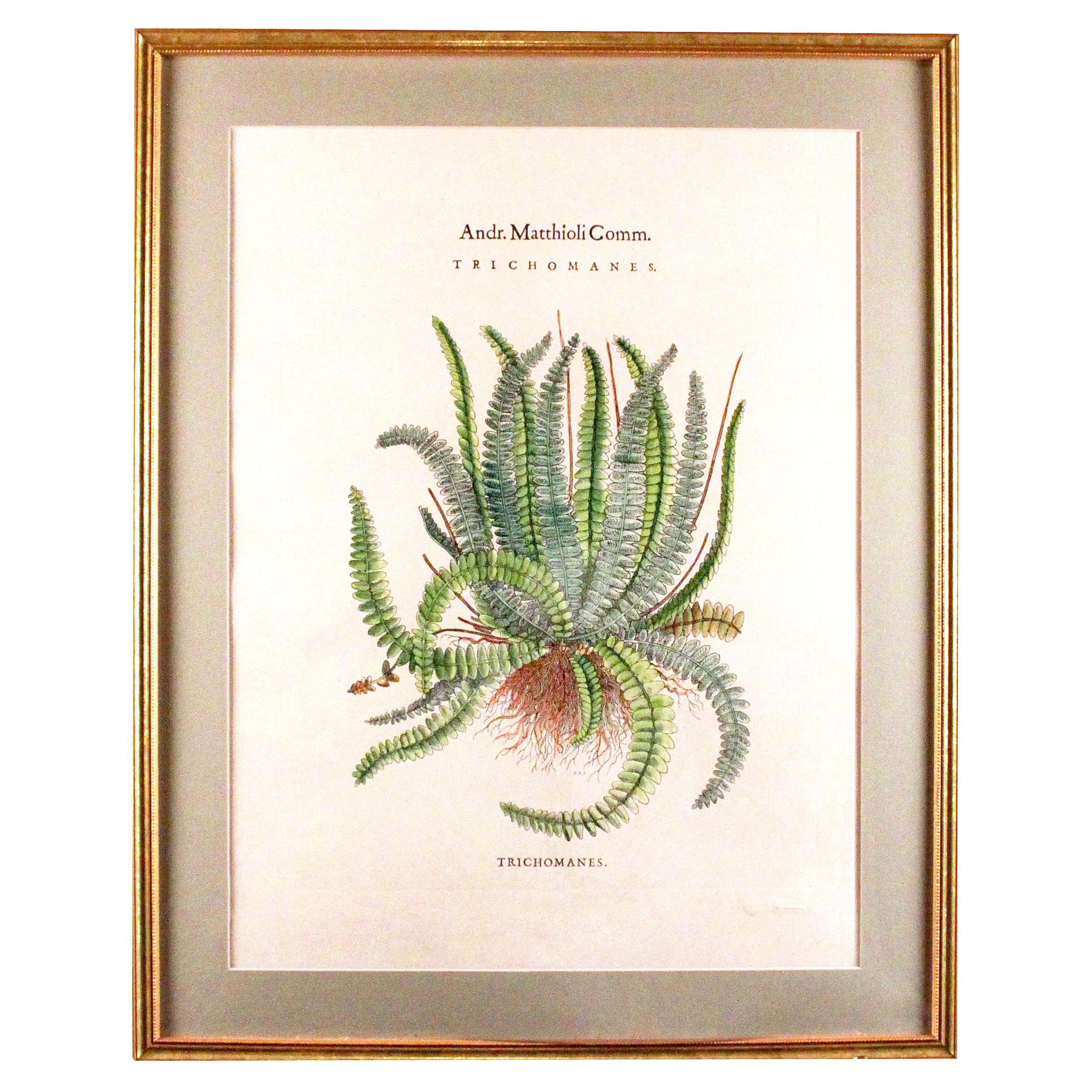 Original Vintage Custom Botanical Fern Prints with Makers Stamp For ...