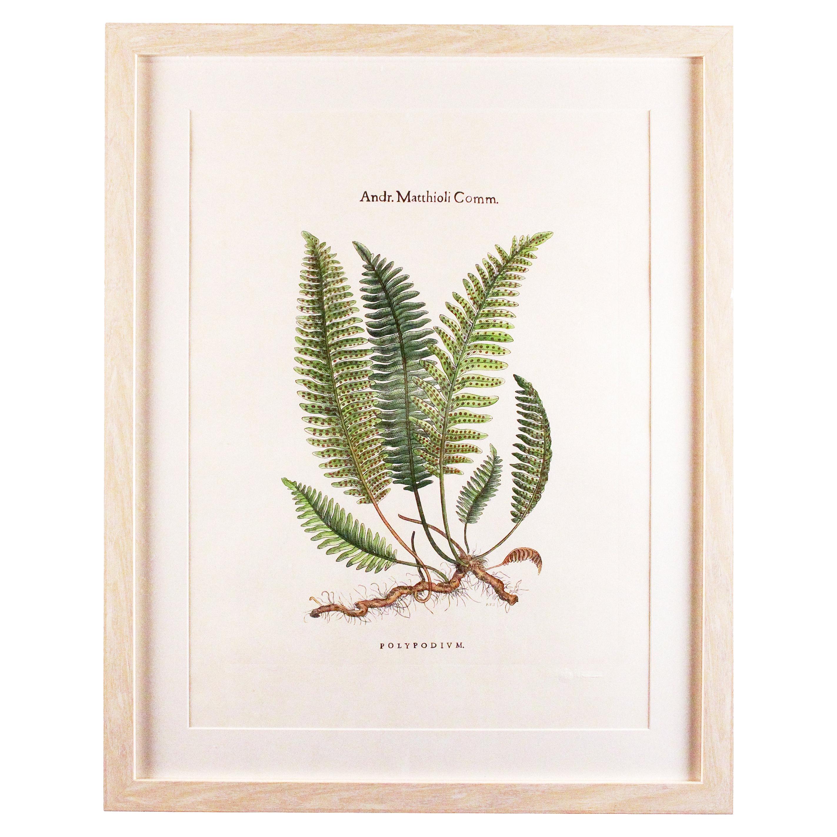 Framed Botanical Fern Illustration, Printed from a Woodblock Published ...