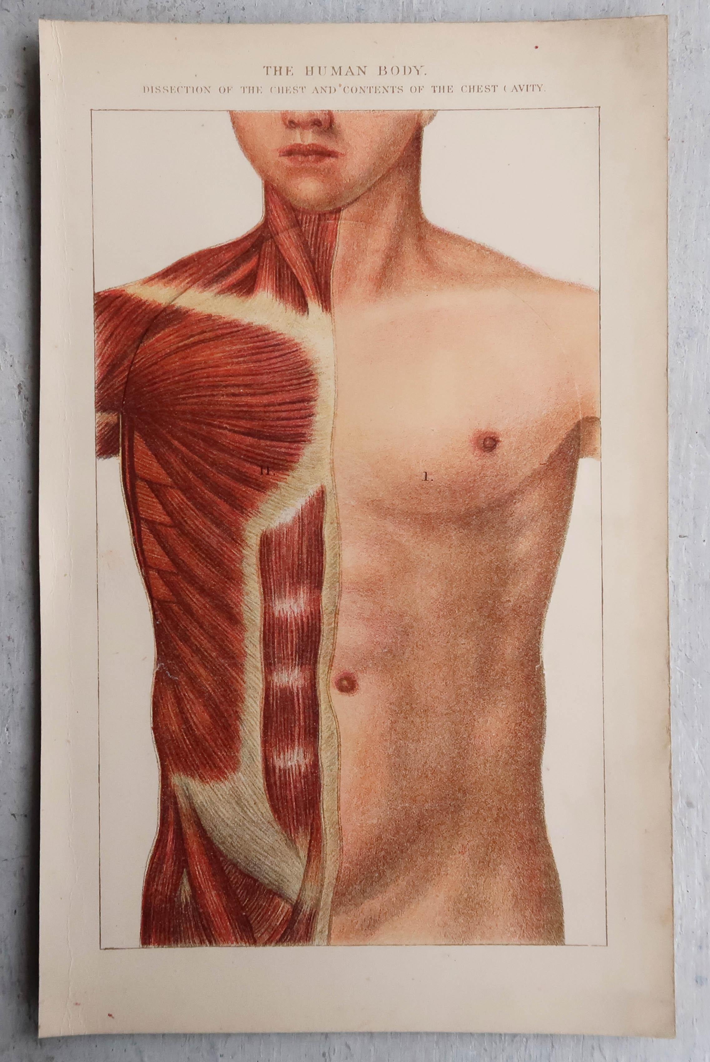 Original Vintage Medical Print, Chest Cavity, C.1900 at 1stDibs | human ...