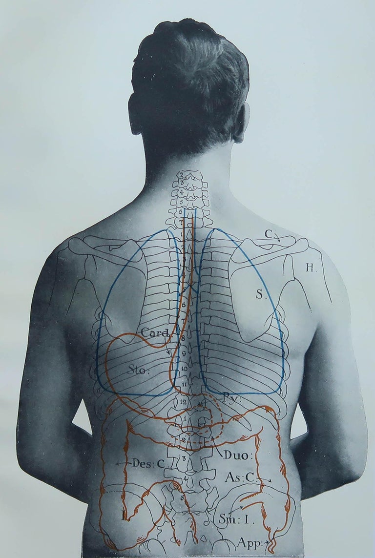 Original Vintage Medical Print, Stomach, C.1900 For Sale at 1stDibs