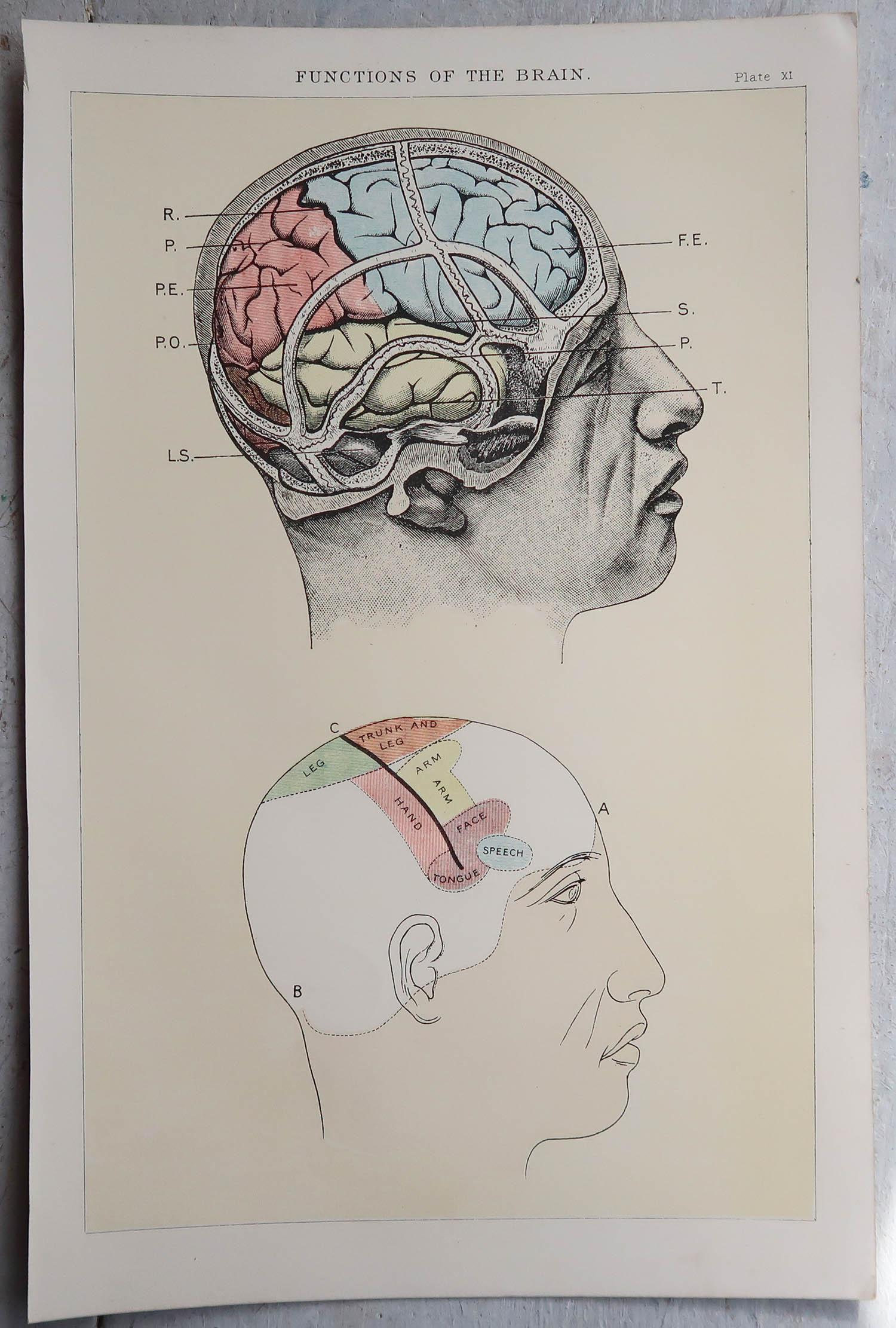 Original Vintage Medical Print, the Brain, circa 1900 at 1stDibs