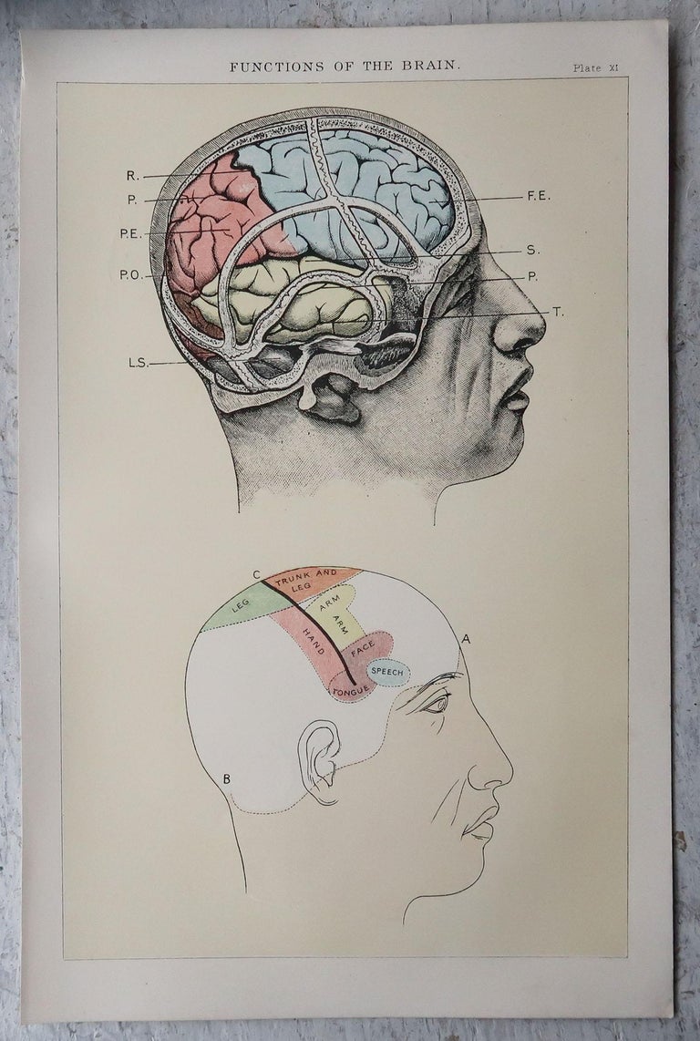 Original Vintage Medical Print, the Brain, C.1900 For Sale at 1stDibs